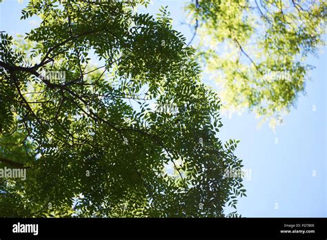 Green Tree Brances Stock Photo Alamy