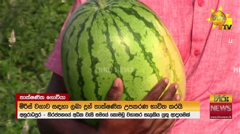 තාක්ෂණික කොමඩු ගොවියා දින 60කින් ලක්ෂ 40ක් හොයන්නේ මෙහෙමයි Hiru