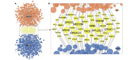 Predicted Synthetic Lethal Interaction Partners Of Brca2 Based On