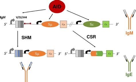 Analysis Of Somatic Hypermutation In The Jh4 Intron Of Germinal Center