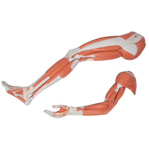 Asian Human Muscular Figure Model Life Size Muscular Figure