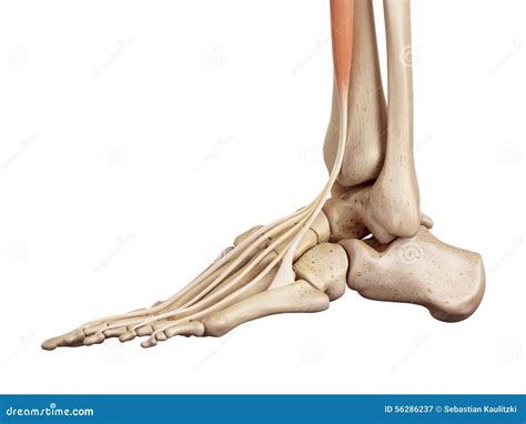 The Extensor Digitorum Longus Royalty Free Cartoon