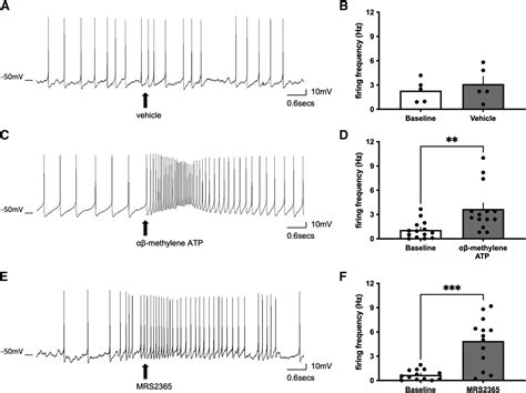 Extracellular Atp Neurotransmission And Nicotine Sex Specifically