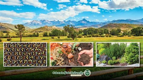 Gardening 101 With Csu Extension Planting Seedlings Carbon Valley