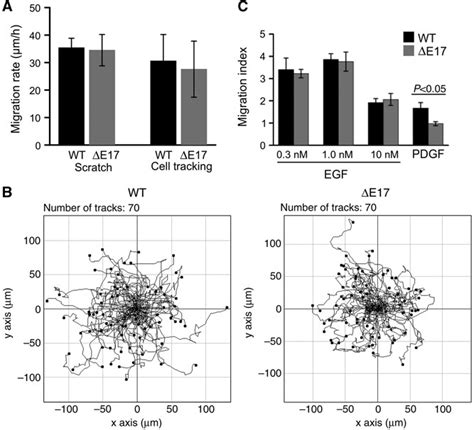 Migration Analysis Of Wild Type And Δe17 Cells A Calculated Download Scientific Diagram