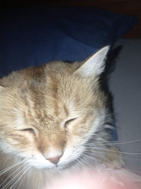 My Cat Looks Like Hes On That Zaza R Nbacirclejerk