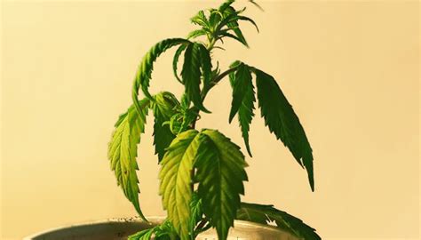 Starting With The Symptoms What Your Plant Is Telling You Herbies Seeds
