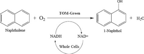 Oxidation Of Naphthalene To 1 Naphthol Using Whole Cells Download