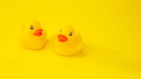 Duck Wallpapers Hd Free Download