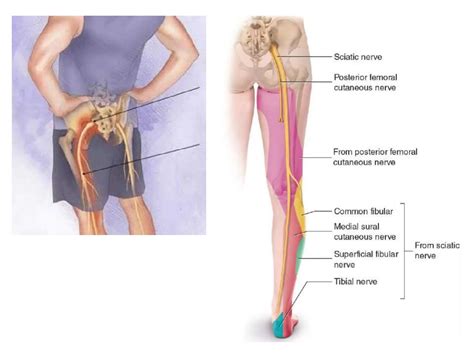 Sciatic Nerve Anatomy Pptx