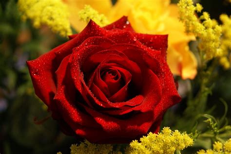 Rose Wallpaper Hd Tumblr For Walls For Mobile Phone Widescreen For