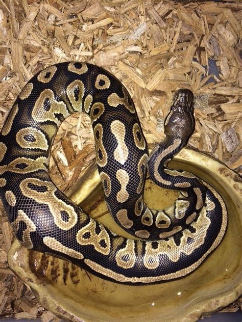 Cinnamon Royal Python For Sale Female In South Shields Tyne And