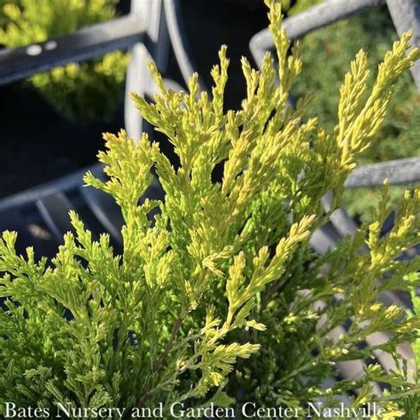 1 Juniperus Horiz Limeglowcreeping Juniper