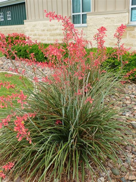 Red Yucca False Red Yucca Coral Yucca Hummingbird Yucca