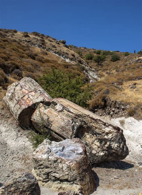 A Fossilized Tree Unesco Geopark Petrified Forest Of Sigri On The A Fossilized Tree Unesco Geopark Petrified Forest Of Sigri On The