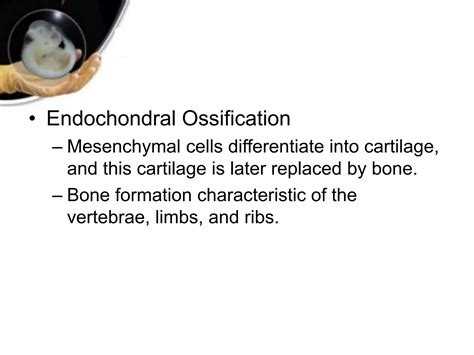 Paraxial And Intermediate Mesoderm Pptx