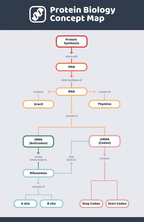 Discovery Of Dna Structure Concept Map