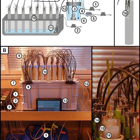 5 Data Analysis Of Root Images Using The Winrhizo System Image Area Of