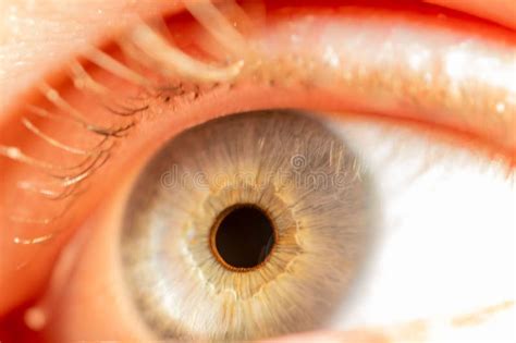 Close Up Shot Of A Blue Human Eye Featuring The Iris And Pupil