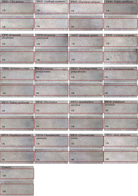 The Migration And Proliferation Ability On L929 Cells Against The