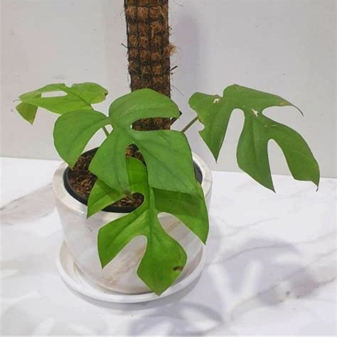 Jual Tanaman Hias Monstera Rapidophora Tanaman Merambat Merambah Tanaman Hias Hidup Monstera