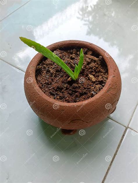 Aloe Vera Plants Planted In Pots Stock Image Image Of Plants Planted