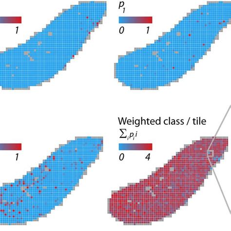 examples of class activation maps for the four convolutional neural