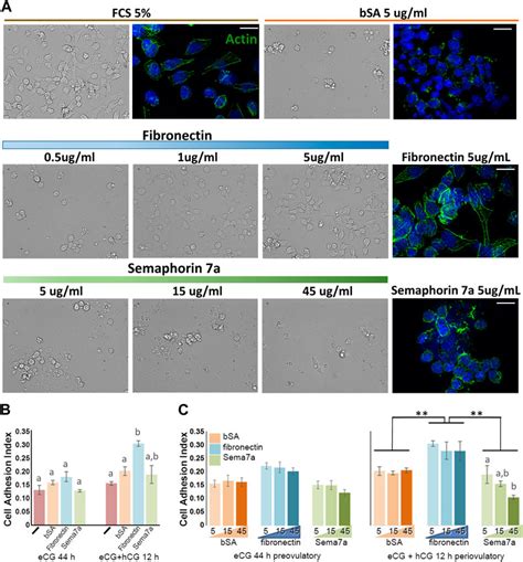Frontiers Dynamic Regulation Of Semaphorin 7a And Adhesion Receptors