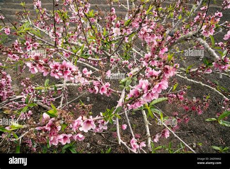 Dwarf Peach Tree Prunus Persica Flowering Stock Photo Alamy