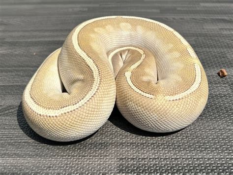 proven breeder mystic potion ball python by li reptiles