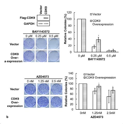 A B Colony Formation Assays Empty Vectors Or Vectors Overexpressing