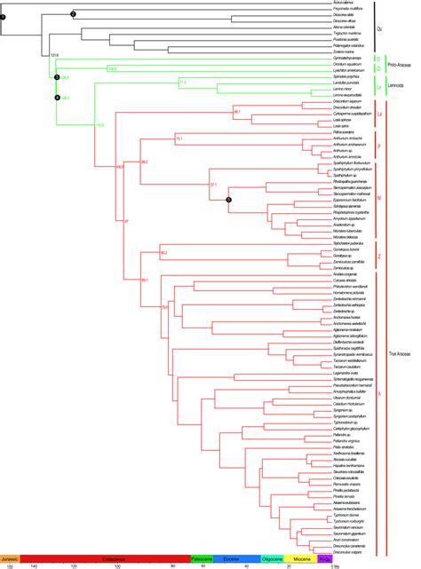 phylotranscriptomics reveal multiple whole genome duplication events