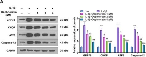 Daphnoretin Abated The Il 1β Induced Ers In Chondrocytes Il 1β