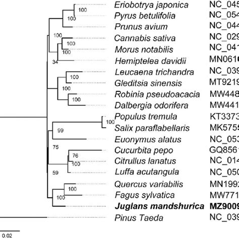 maximum likelihood ml phylogenetic tree of j mandshurica and 19