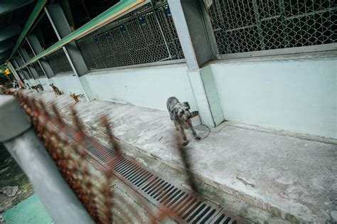 零安樂死政策 流浪動物的新天堂樂園？ 報導者