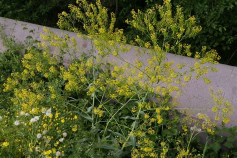 Isatis Tinctoria
