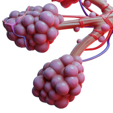 Realistic Human Bronchi Alveoli Anatomy 3d Model