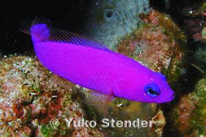 Magenta Dottyback Pictichromis Porphyreus