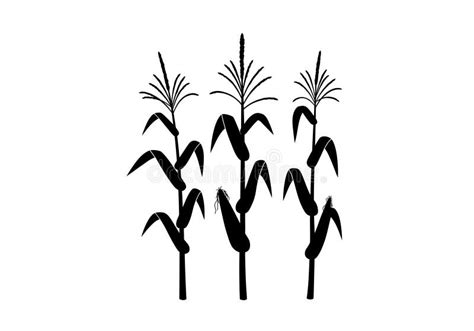 Corn Plant Silhouette Clipart Stock Vector Illustration Of Field
