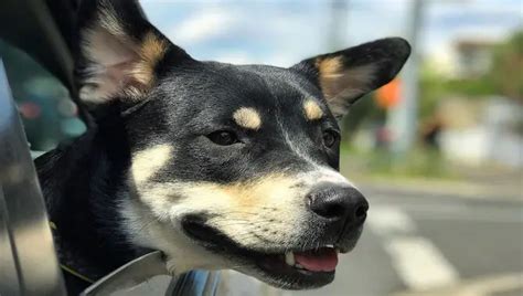 Husky Rottweiler Mix The Ultimate Blend