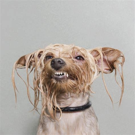G1 Artista Cria Série De Retratos De Cachorros Durante O Banho