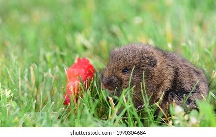 Mouse Hiding Stock Photos Images Photography Shutterstock