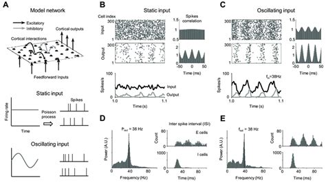 Synchronized Population Response To Static And Oscillating Inputs A Download Scientific