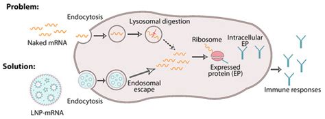 Lipid Nanoparticles As Promising Carriers For MRNA Vaccines For Viral Lung Infections