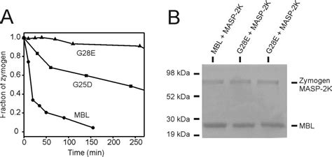 Time Dependent Autoactivation Of Wild Type And Mutant Mbl Masp 2k