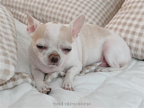 강아지 갑상선기능저하증 탈모 빈혈 유발해요 네이버 블로그