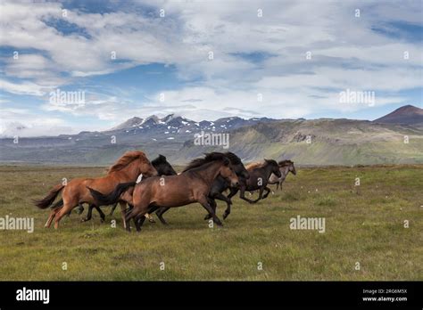 Groupe De Beaux Chevaux Islandais De Couleurs Brunes Et Noires Courant