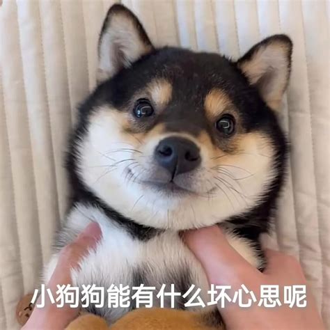 表情包丨求求了相关表情包表情包专辑 求表情网斗图从此不求人