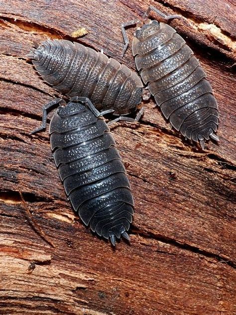 Slater Bugs Bugs Beautiful Bugs Uses For Coffee Grounds