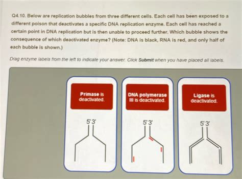 [solved] Q4 10 Below Are Replication Bubbles From Three Different Cells Course Hero
